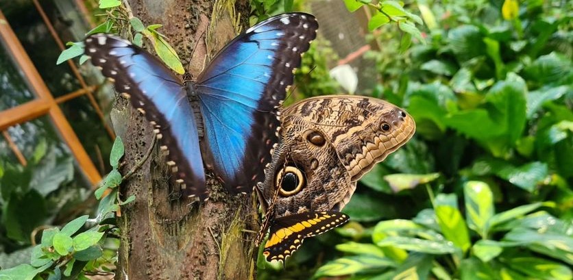 Tropical Butterfly House, Wildlife & Falconry Centre
