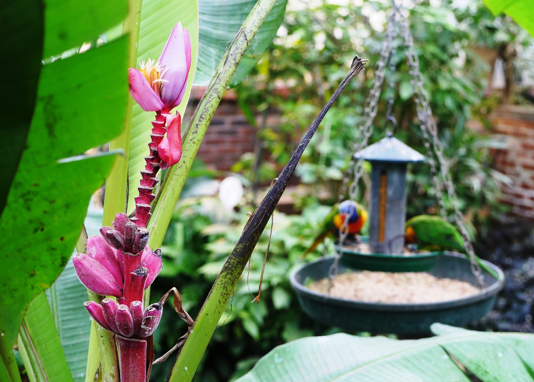Tropical Butterfly House, Wildlife & Falconry Centre